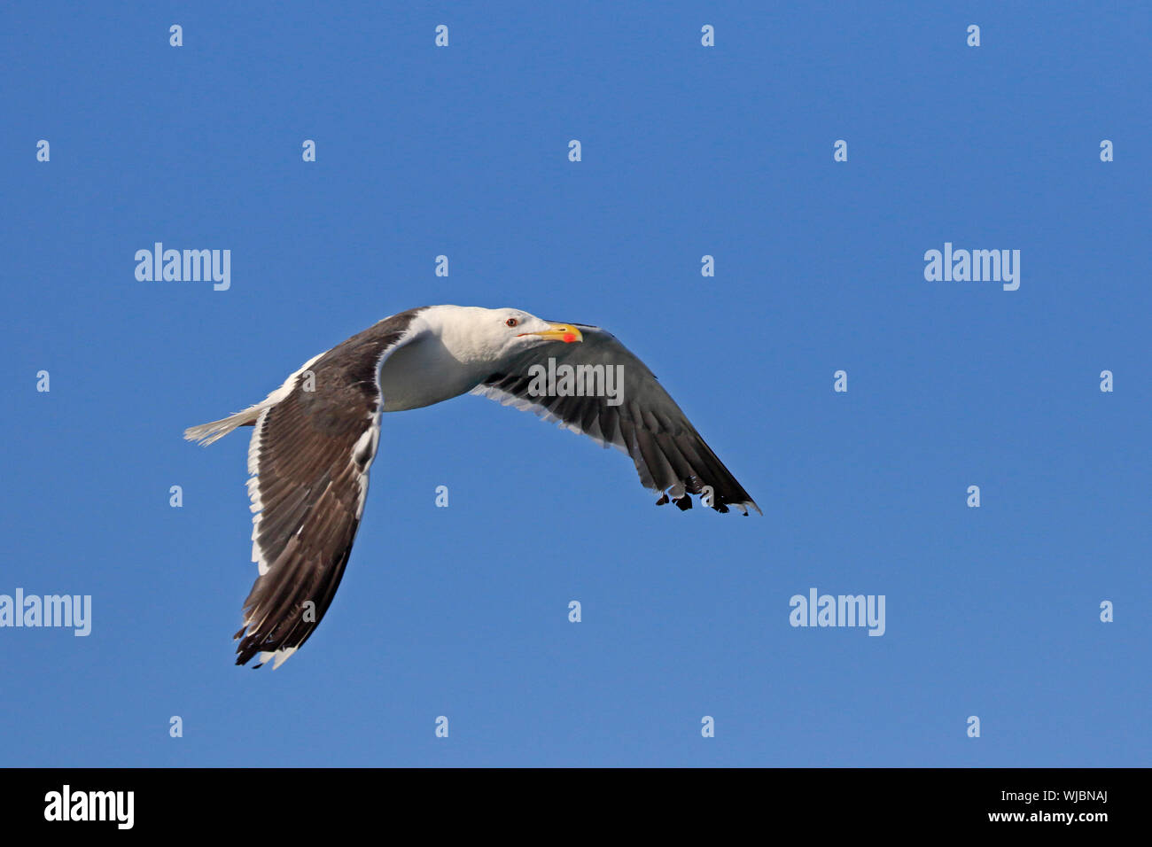 Adult Great Black-backed Gull in flight Stock Photo - Alamy