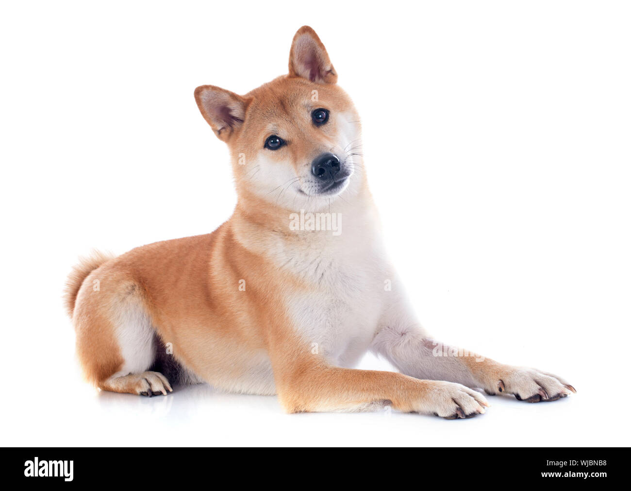 shiba inu in front of white background Stock Photo - Alamy