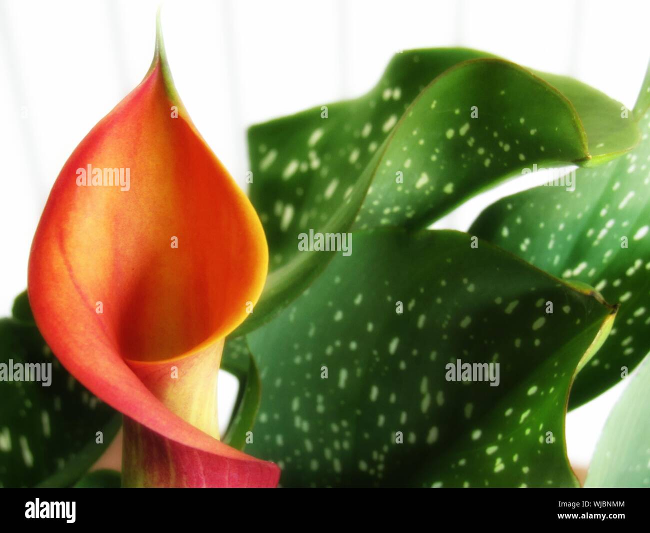 Calla lily orange hi-res stock photography and images - Alamy