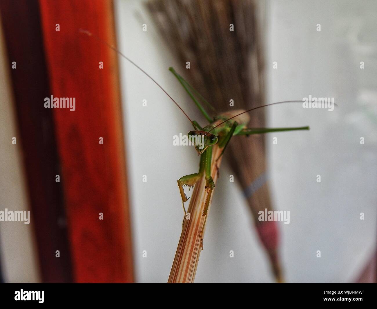 Stick mantis hi-res stock photography and images - Alamy
