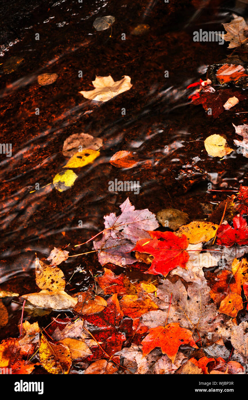 Elm brook hi-res stock photography and images - Alamy