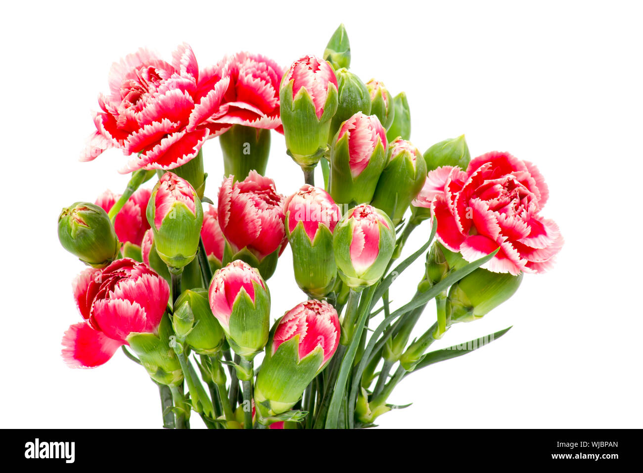 Carnations on white background Stock Photo - Alamy