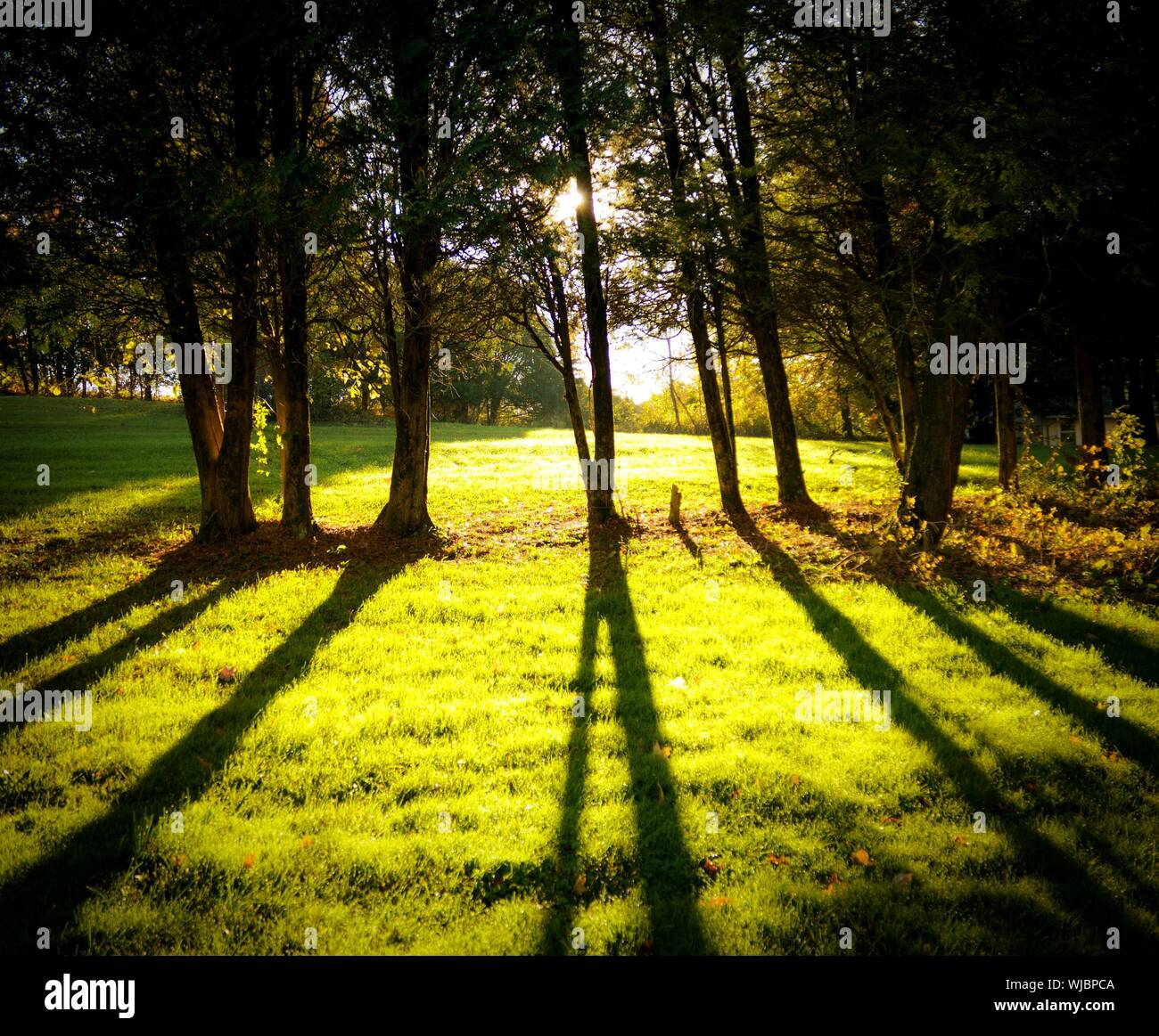 Trees With Shadow High Resolution Stock Photography and Images - Alamy