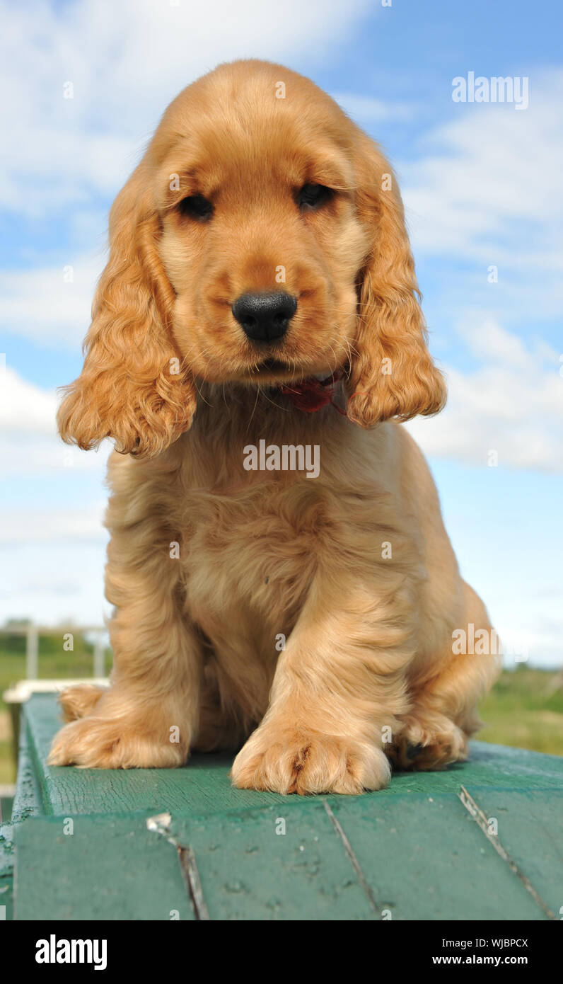 young puppy purebred english cocker sitting outdoor Stock Photo - Alamy