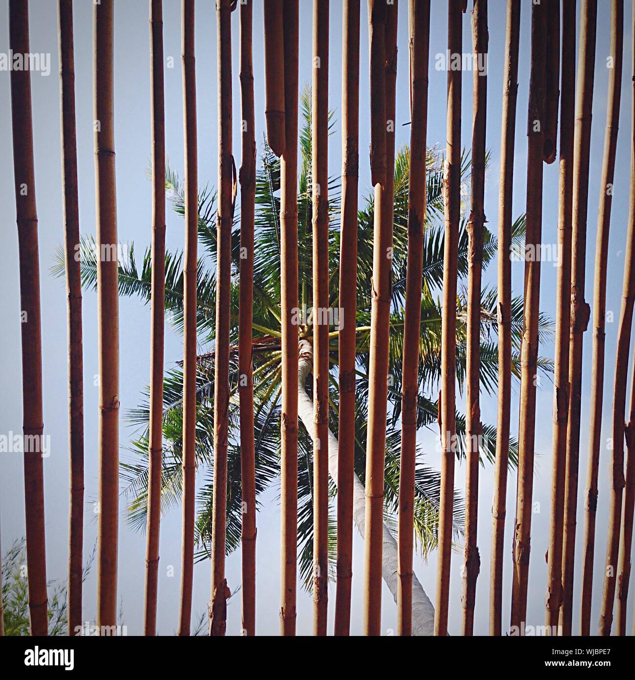 Palm Roof Stock Photos & Palm Roof Stock Images - Alamy