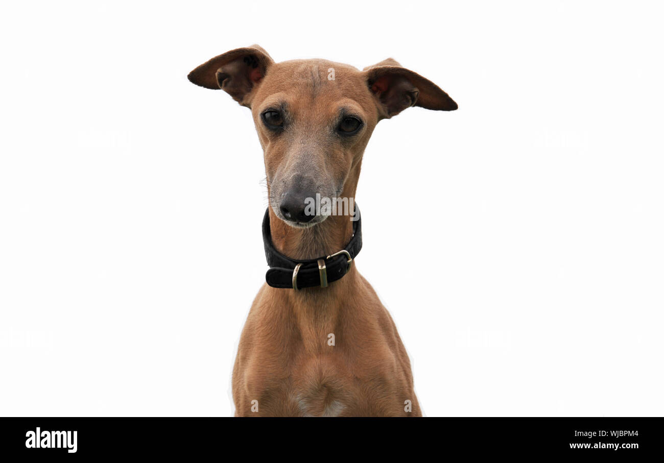 portrait of a purebred italian greyhound on a white background Stock ...