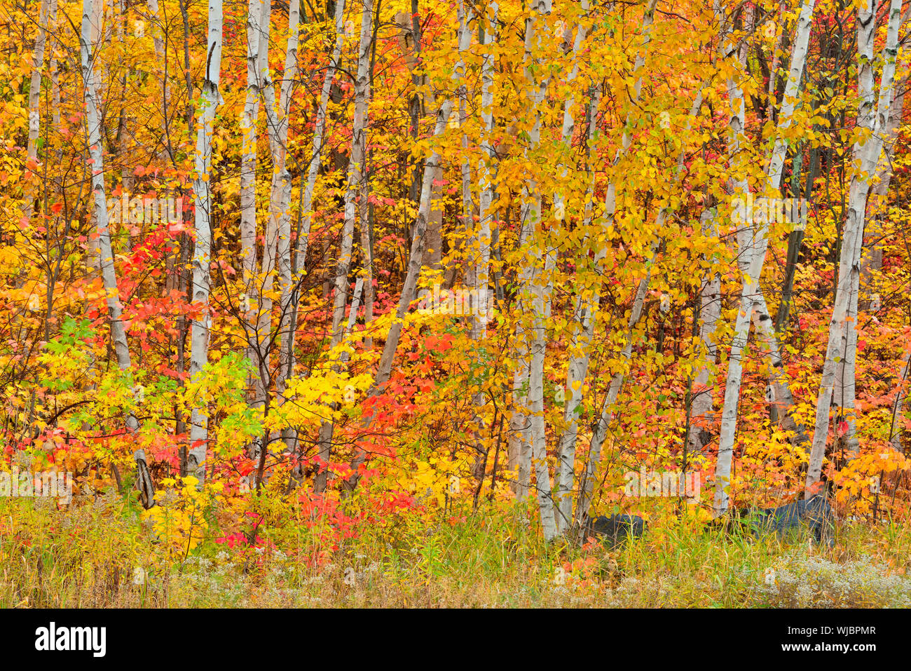 Cedar trees in autumn landscape hi-res stock photography and images - Alamy