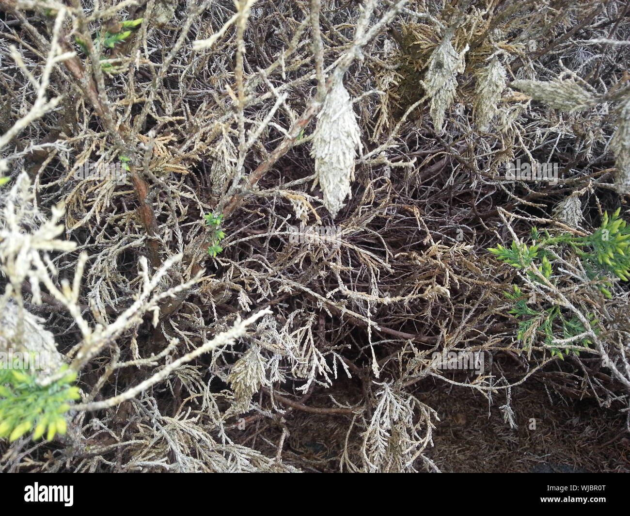 Dead cocoon hi-res stock photography and images - Alamy