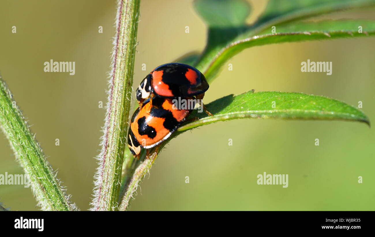 Two Spotted Ladybug High Resolution Stock Photography and Images - Alamy