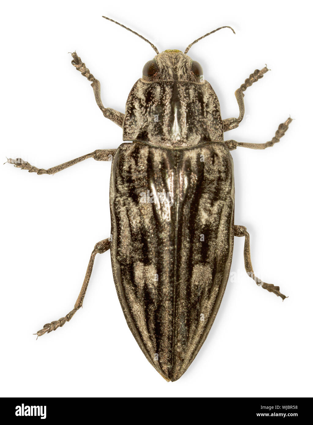 The big black bug isolated on a white background Stock Photo - Alamy