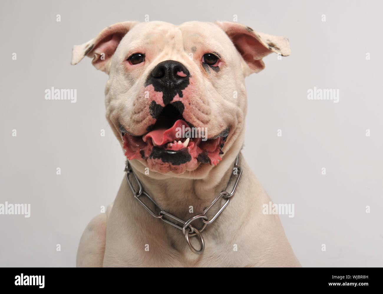 portrait of a purebred american bulldog on a white background Stock ...