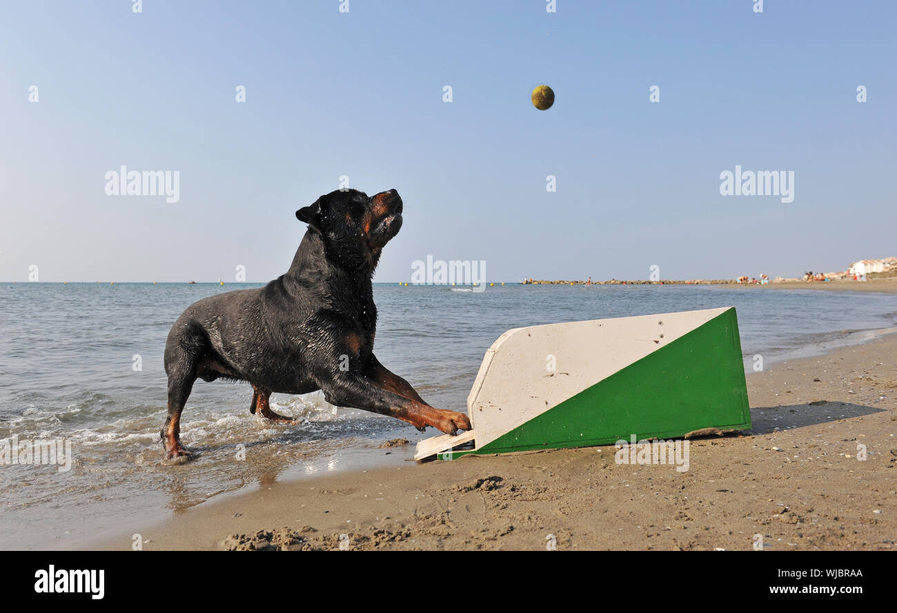 a purebred rottweiler playing with a flyball box on the beach Stock ...