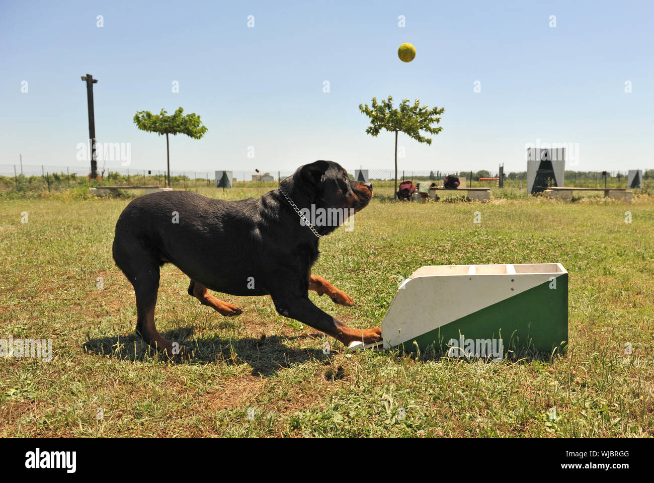 a rottweiler playing with a box of flyball Stock Photo - Alamy