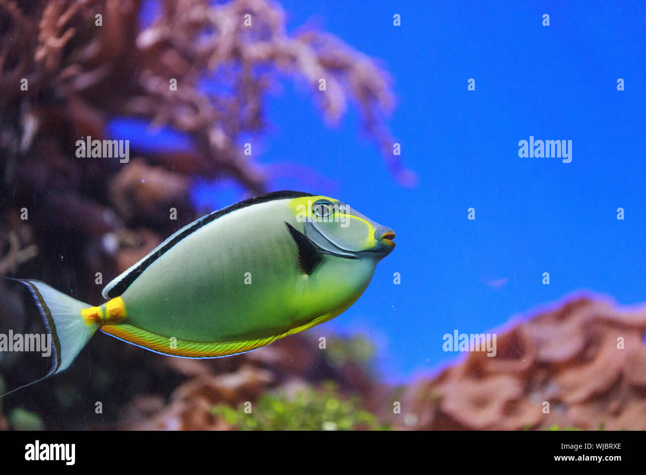 Naso fish hi-res stock photography and images - Alamy