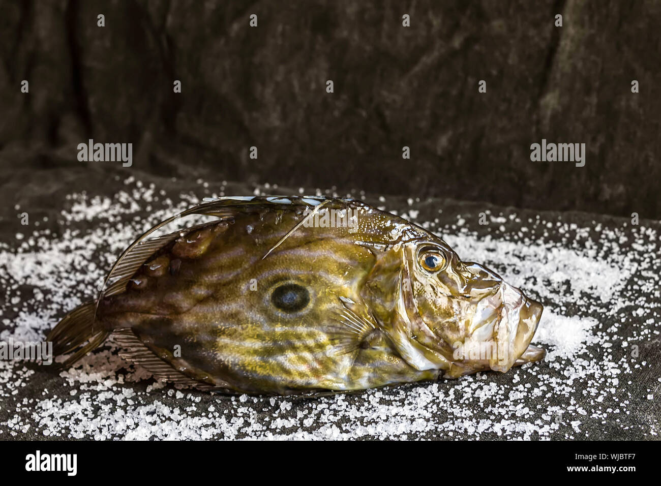 Raw fresh Mediterranean fish John Dory ready to cook on the salt on the ...