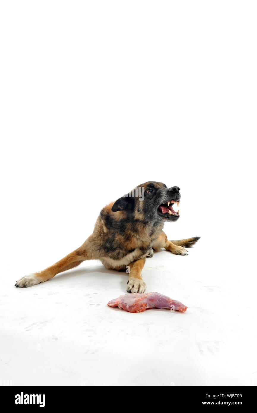 Aggressive belgian shepherd malinois hi-res stock photography and ...