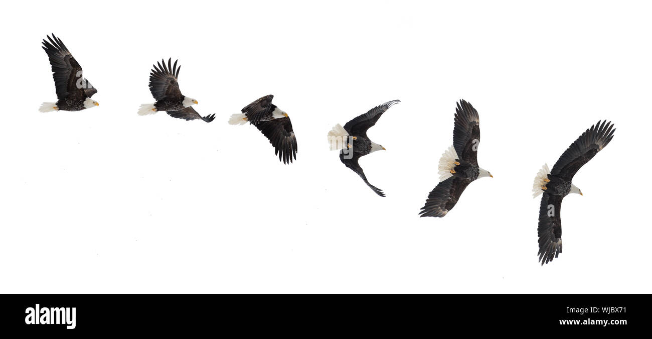Various phases of a flying bald eagle ( Haliaeetus leucocephalus ...