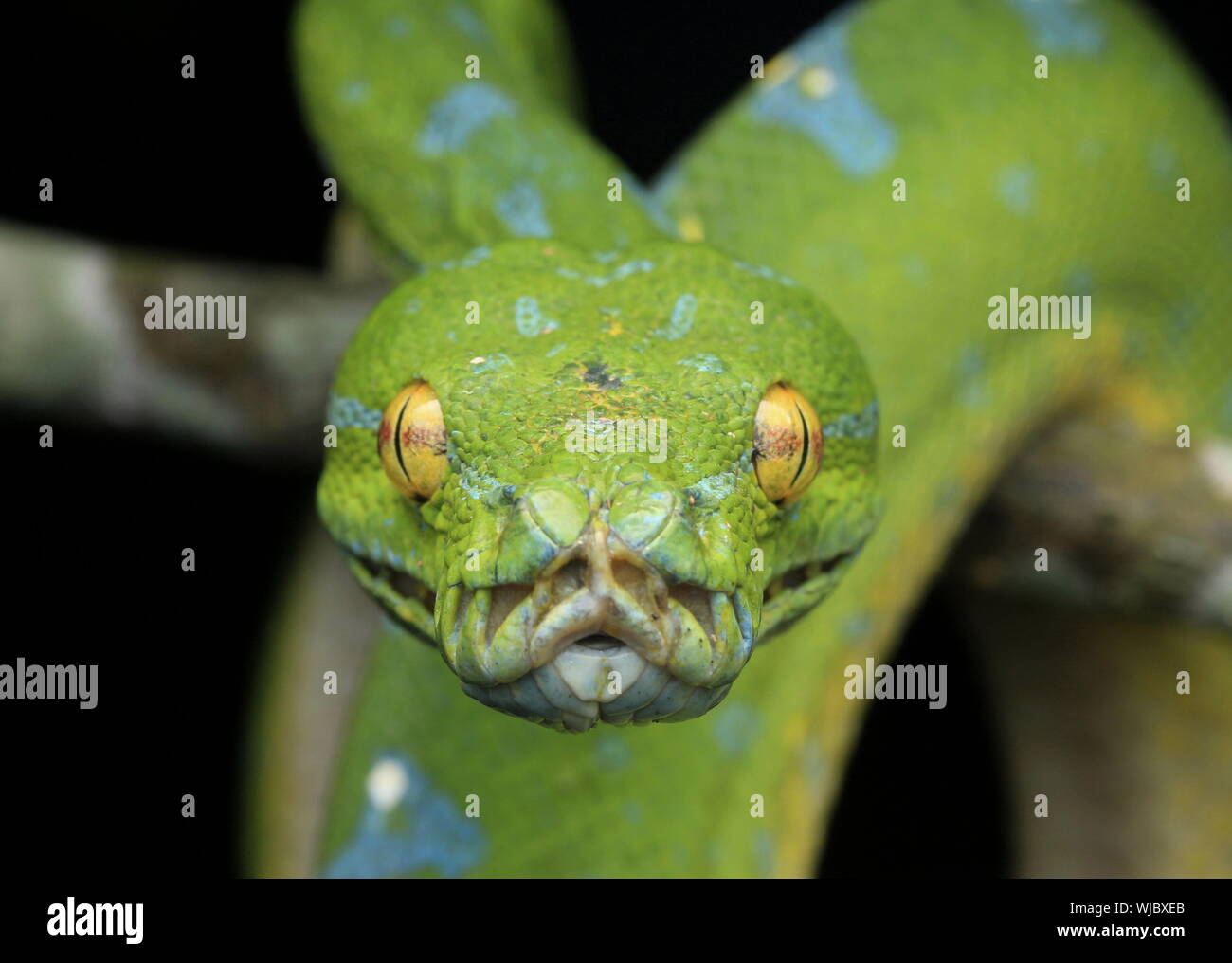 Beautiful Green Tree Python Stock Photo - Alamy