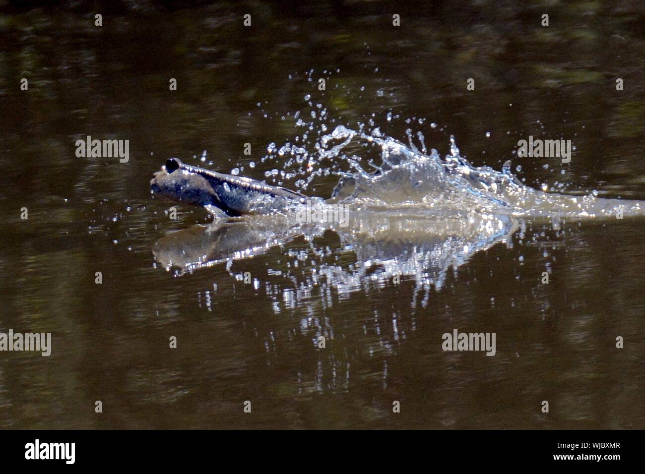 Mudskipper High Resolution Stock Photography and Images - Alamy