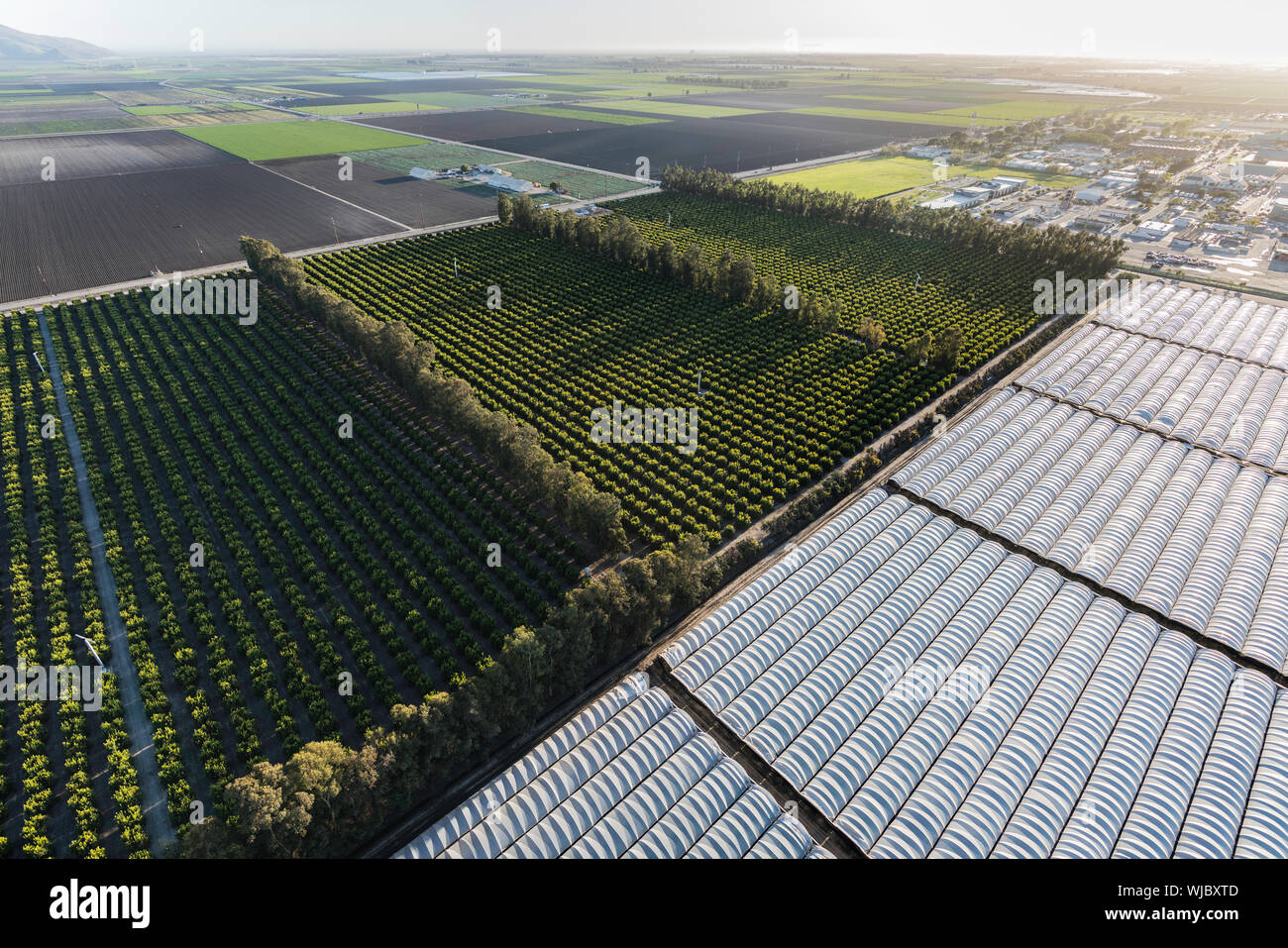 Orange groves california hi-res stock photography and images - Alamy