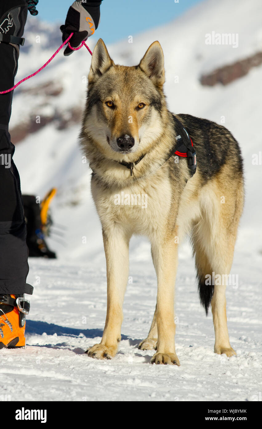 Rescue dog hi-res stock photography and images - Alamy
