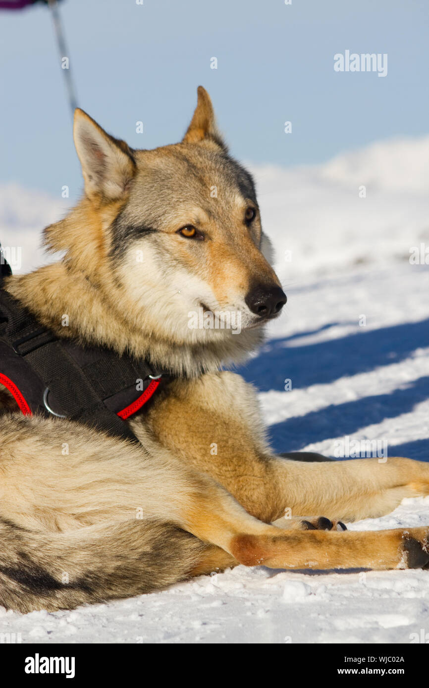 rescue dog on snow Stock Photo - Alamy