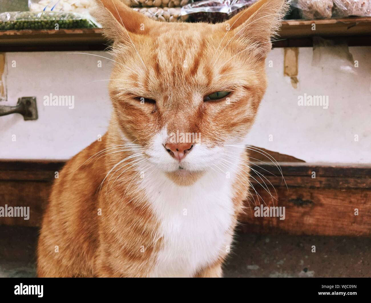 Winking Animals High Resolution Stock Photography and Images - Alamy