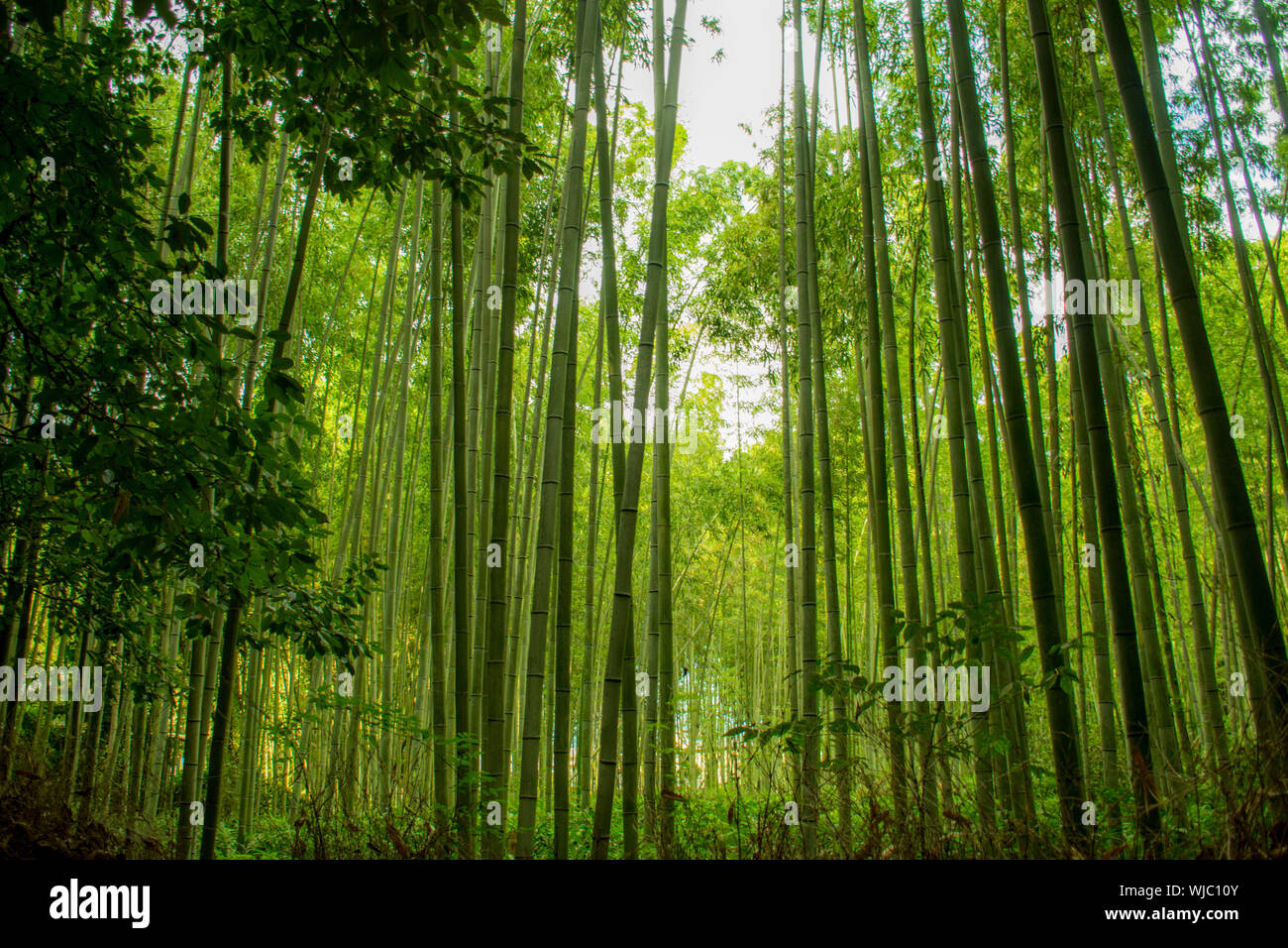 Tall bamboo plants hi-res stock photography and images - Alamy