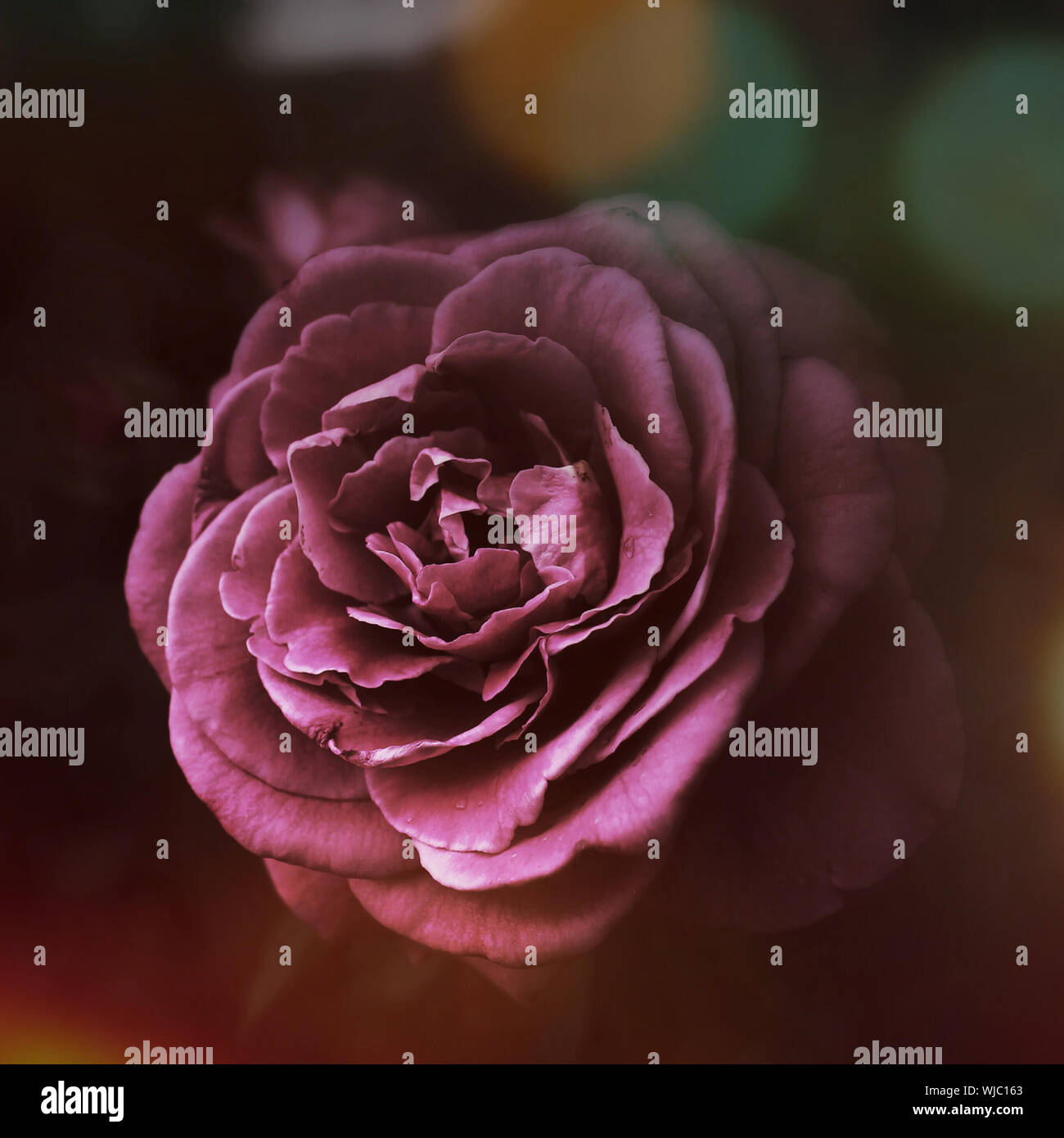 Purple and rose hi-res stock photography and images - Alamy