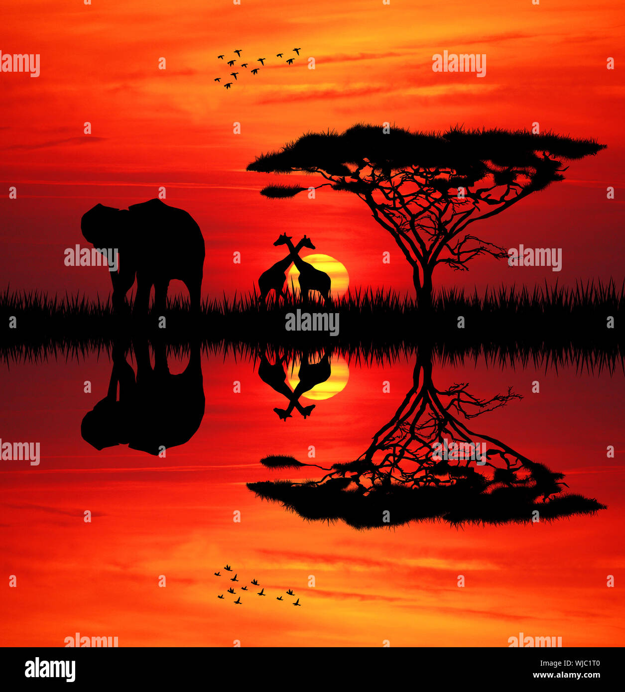 Elephant Silhouette Sunset