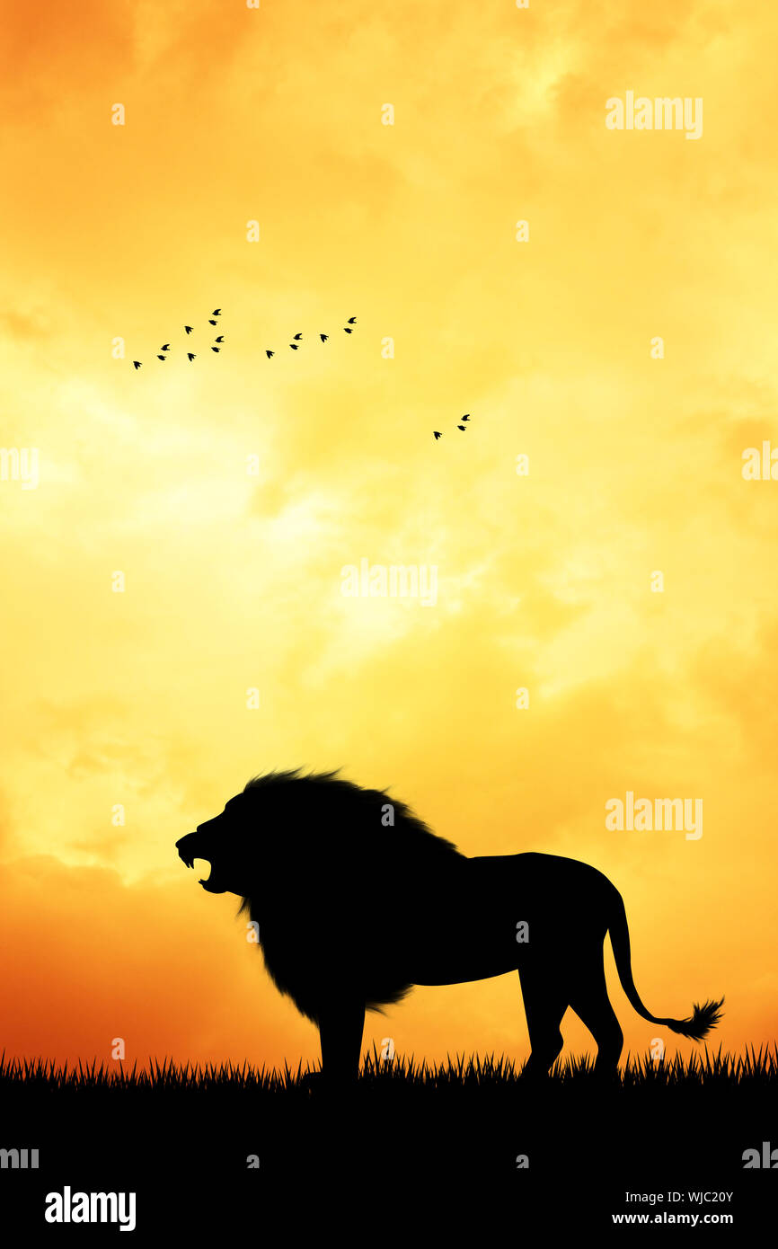 lion at sunset Stock Photo - Alamy