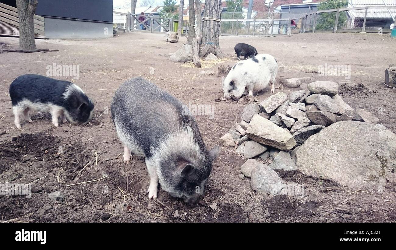 Eating pigs hi-res stock photography and images - Alamy