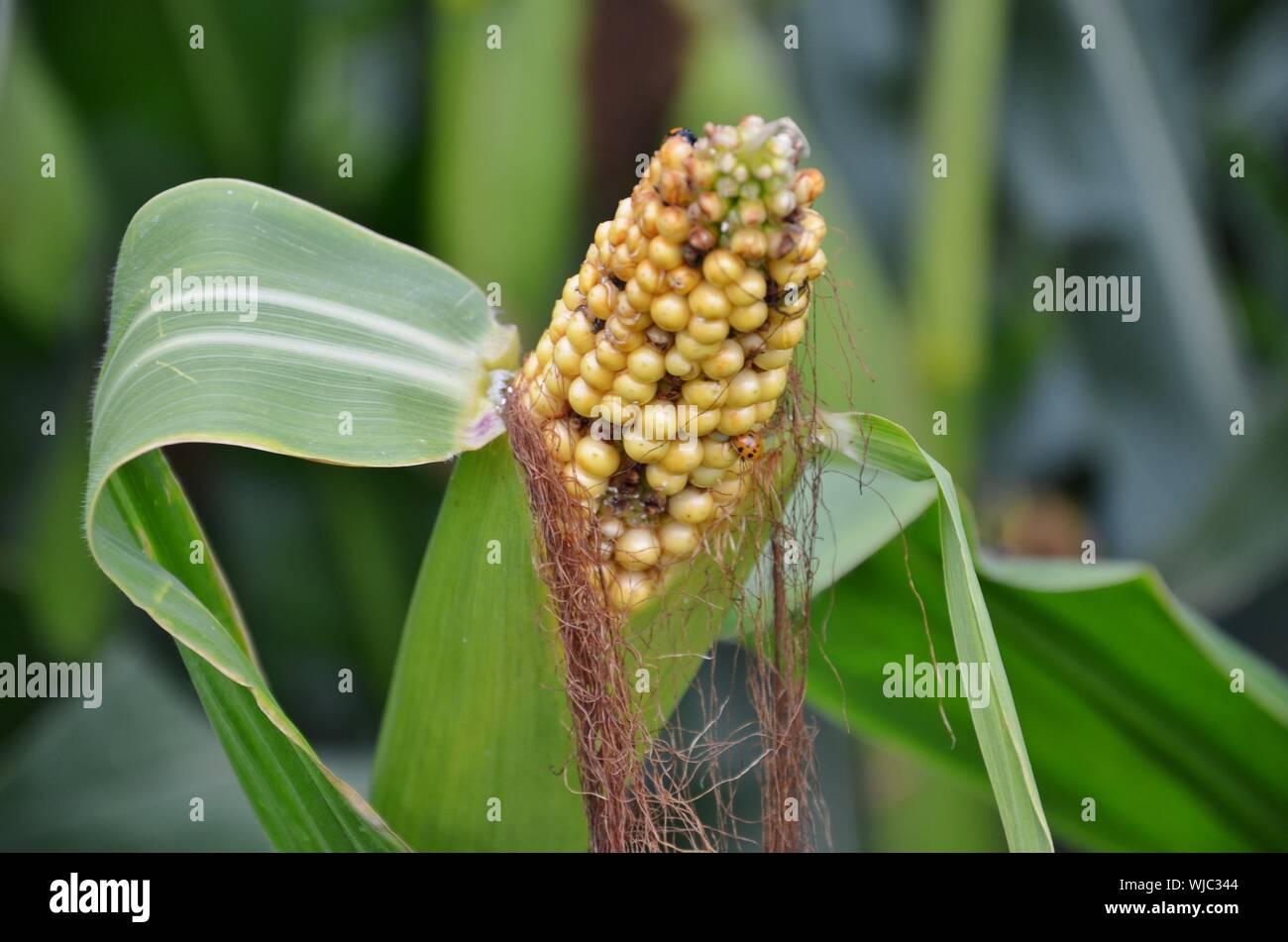 Growing sweetcorn hi-res stock photography and images - Alamy