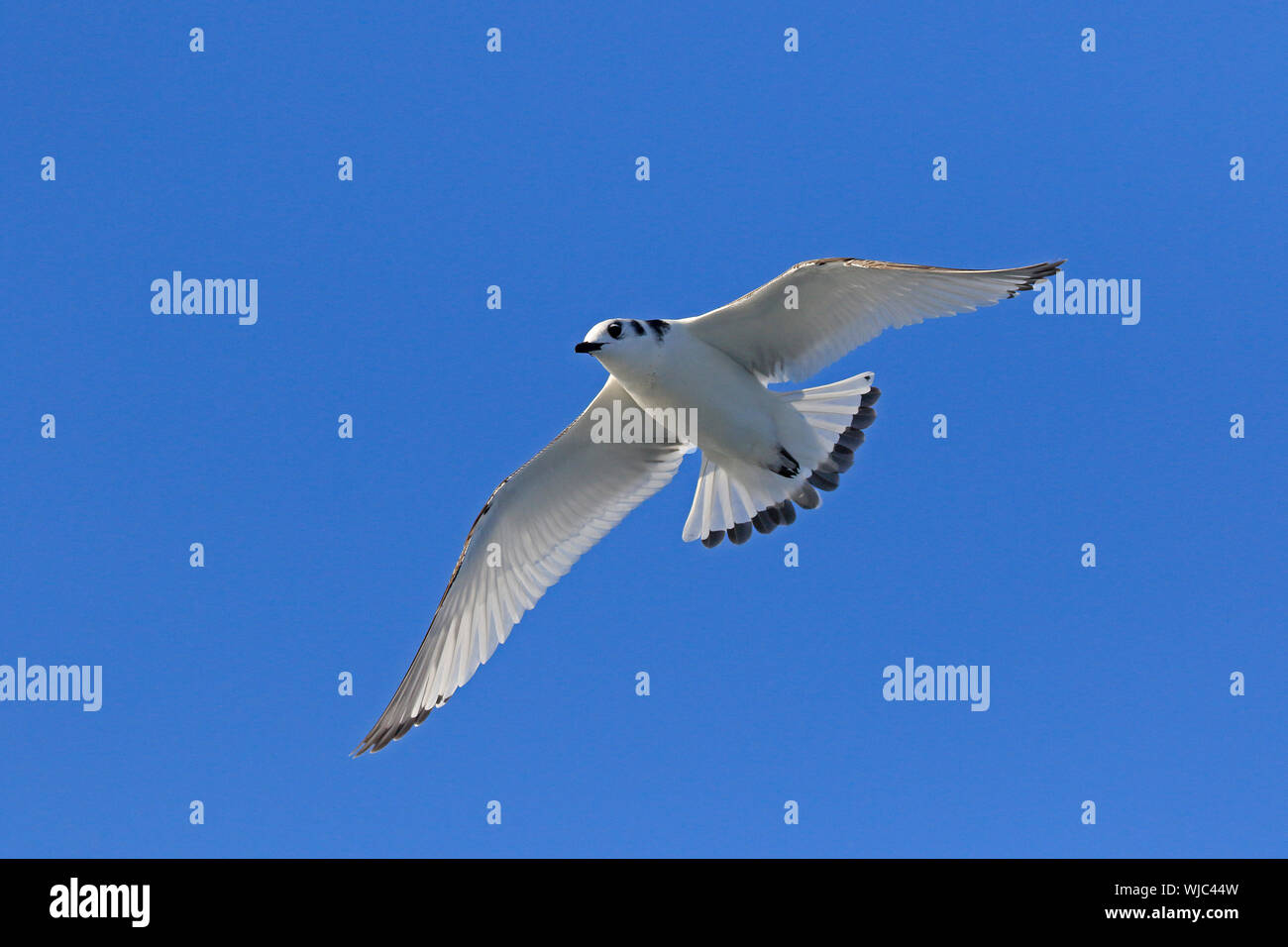 Juvenile kittiwake in flight hi-res stock photography and images - Alamy