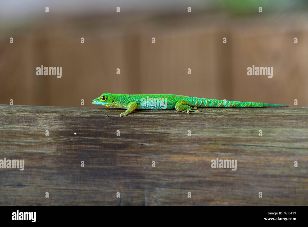 Male madagascar day gecko hi-res stock photography and images - Alamy