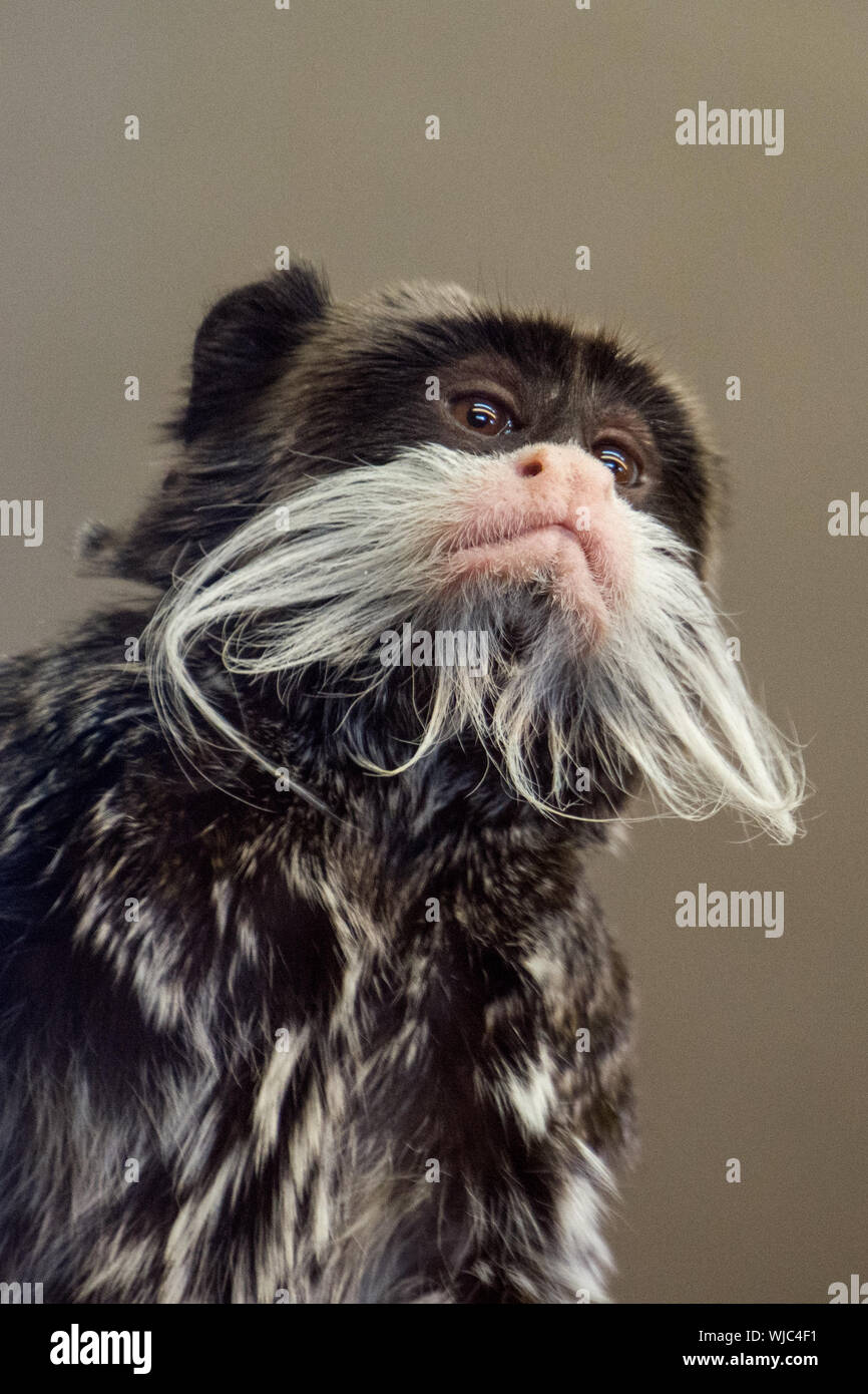 Emperor monkey hi-res stock photography and images - Alamy