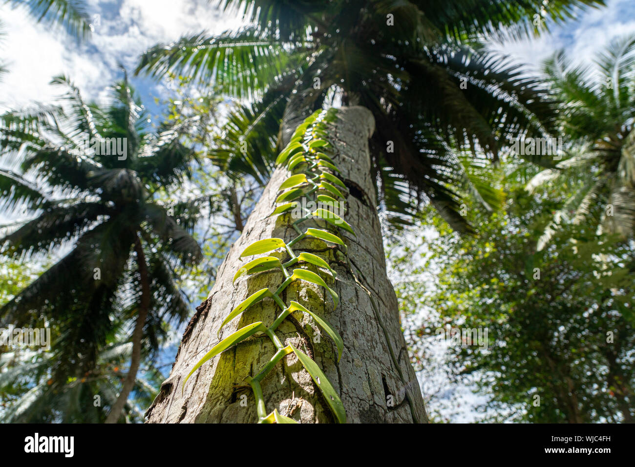 vanilla on coconut tree detail Stock Photo - Alamy