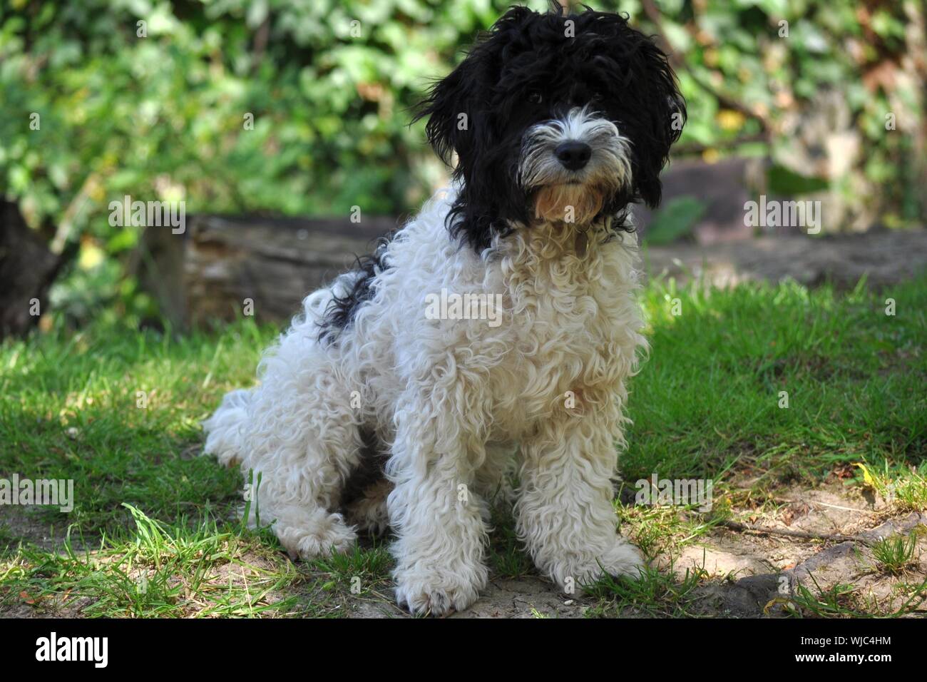 Cockapoo On White High Resolution Stock Photography and Images - Alamy