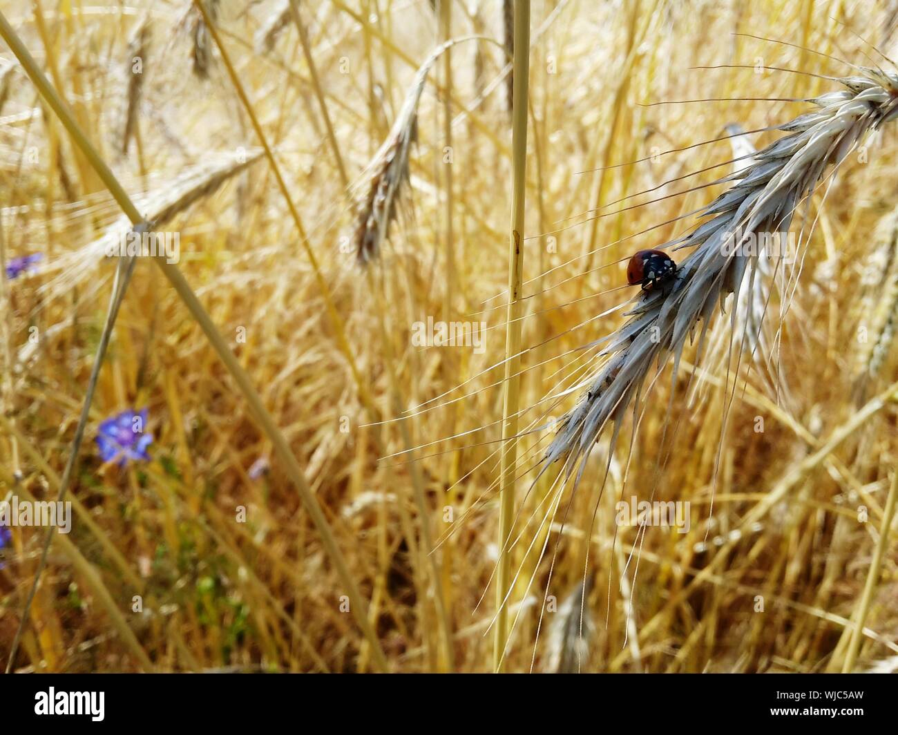 Bug in grass hi-res stock photography and images - Alamy