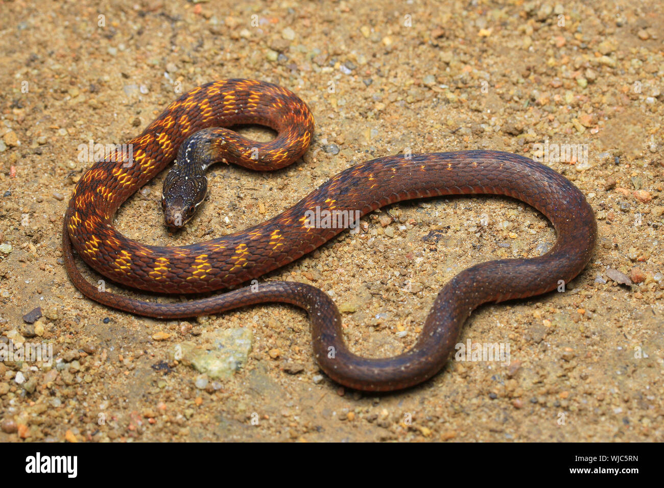 Red-belled Keelback Snake, Rhabdophis conspicillatus Stock Photo - Alamy