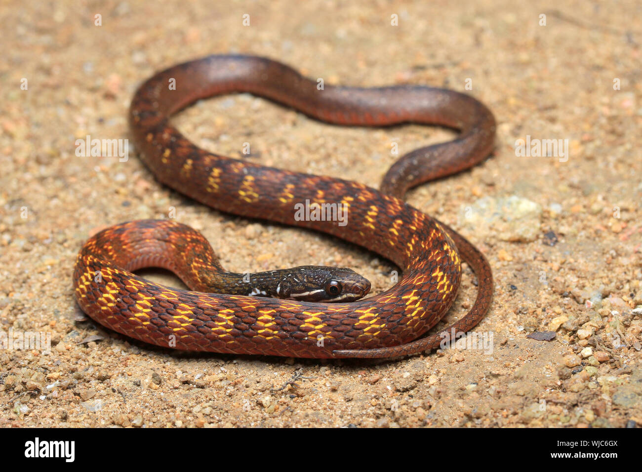 Keelback snake hi-res stock photography and images - Alamy