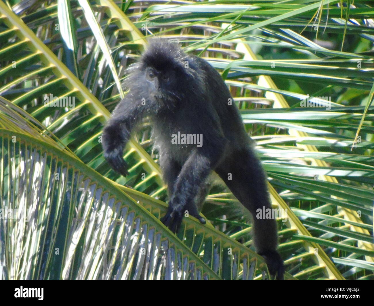 Silvery lutung monkey hi-res stock photography and images - Alamy
