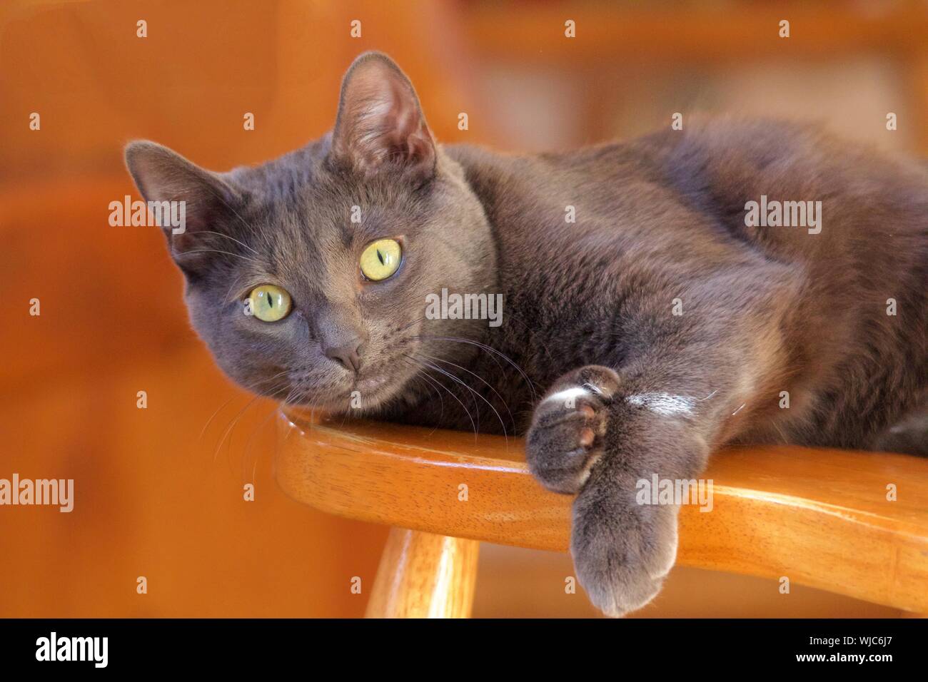 Cat on stool hi-res stock photography and images - Alamy