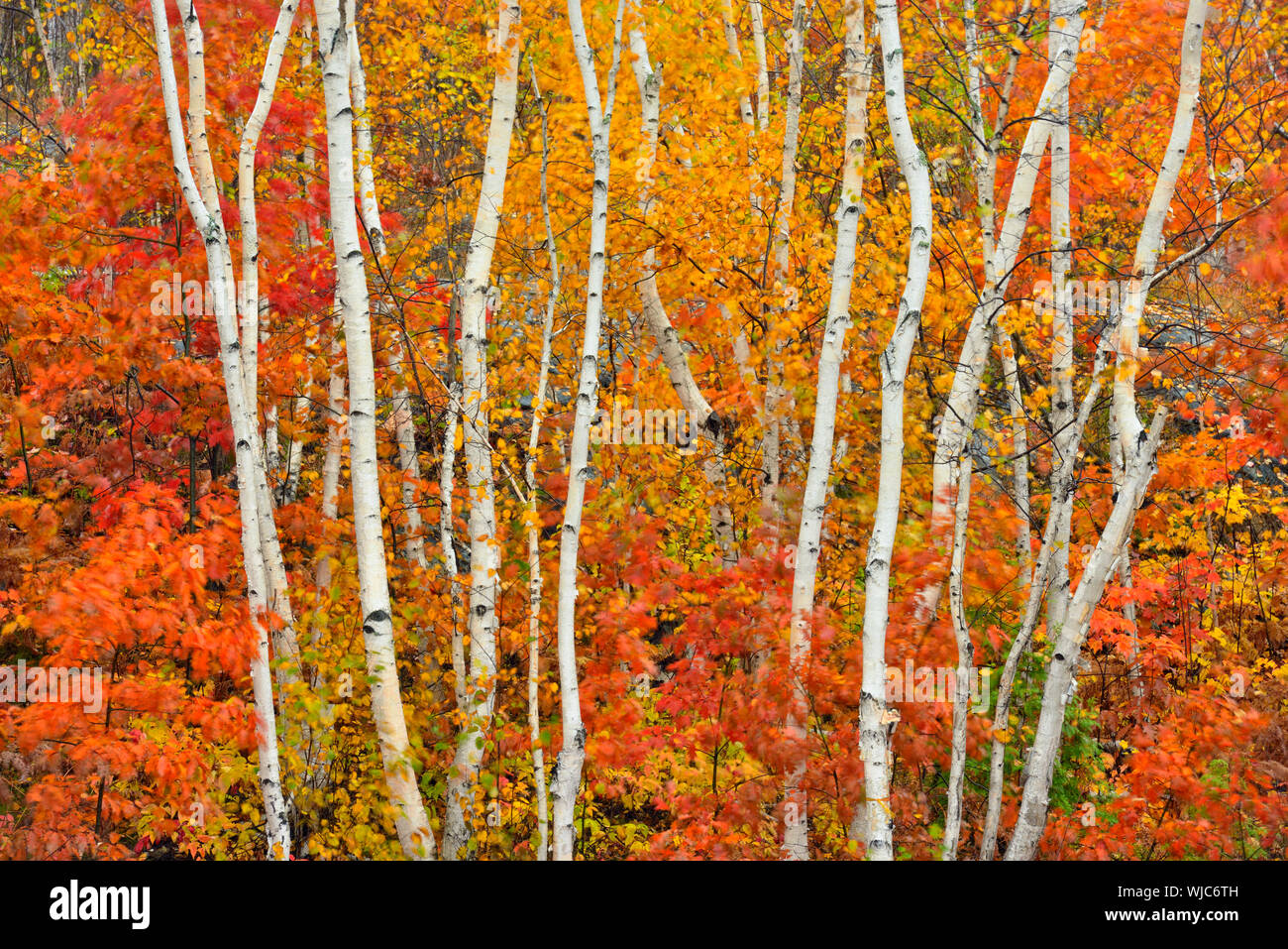 White birch tree woodland in autumn colour on the Laurentian University ...
