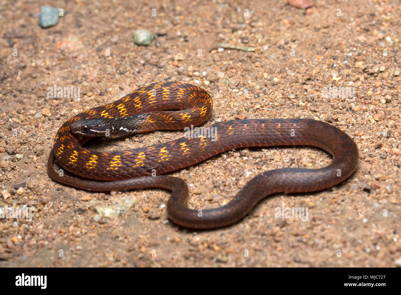 Keeled back of malaysia hi-res stock photography and images - Alamy