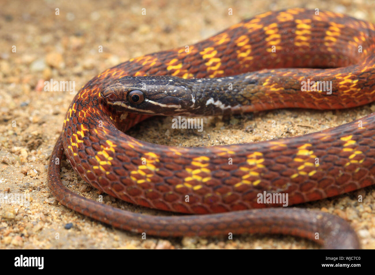 Tropical Keelback Snake High Resolution Stock Photography and Images ...