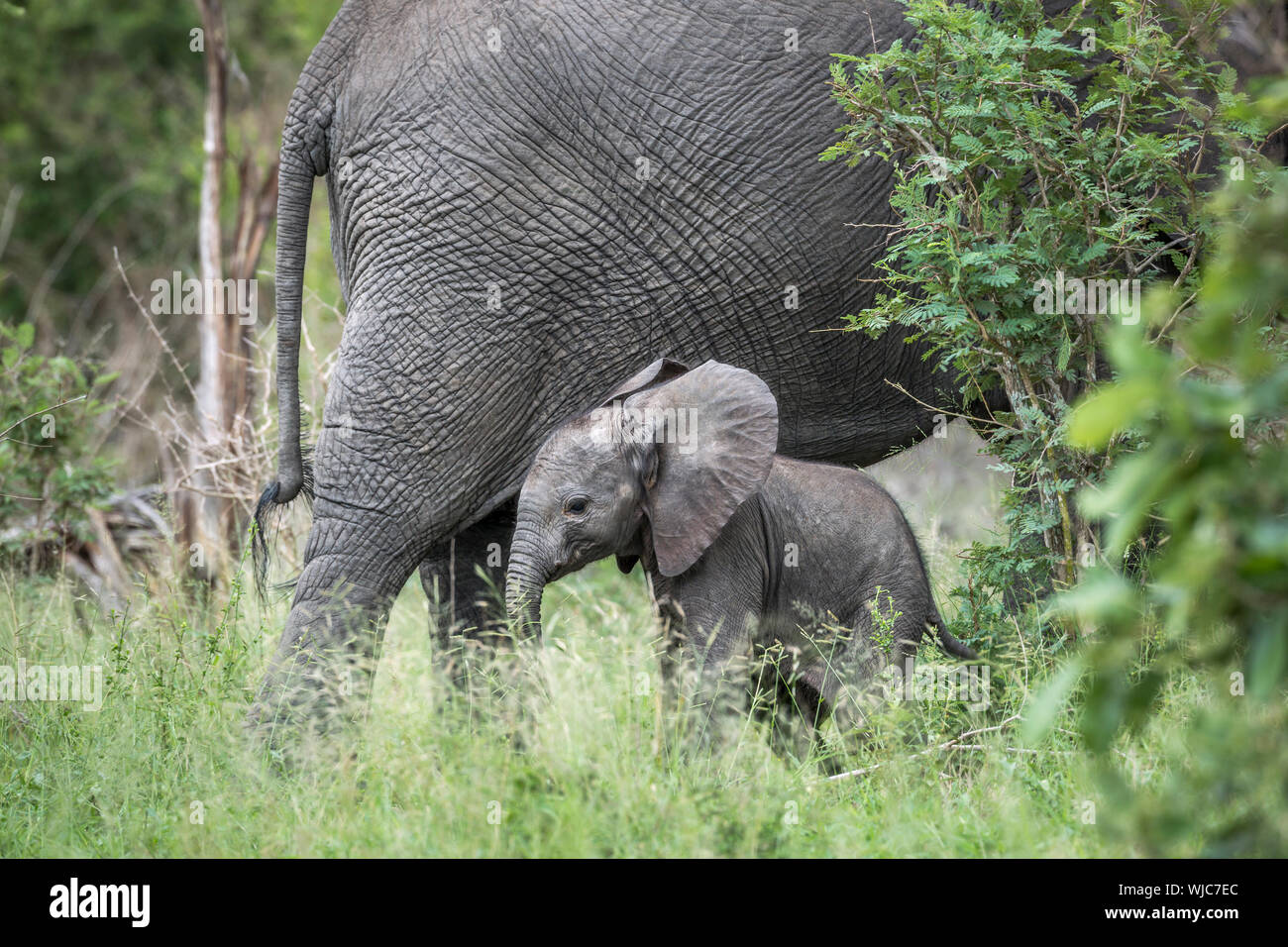 Baby African bush elephant portected my mother in Kruger National park ...