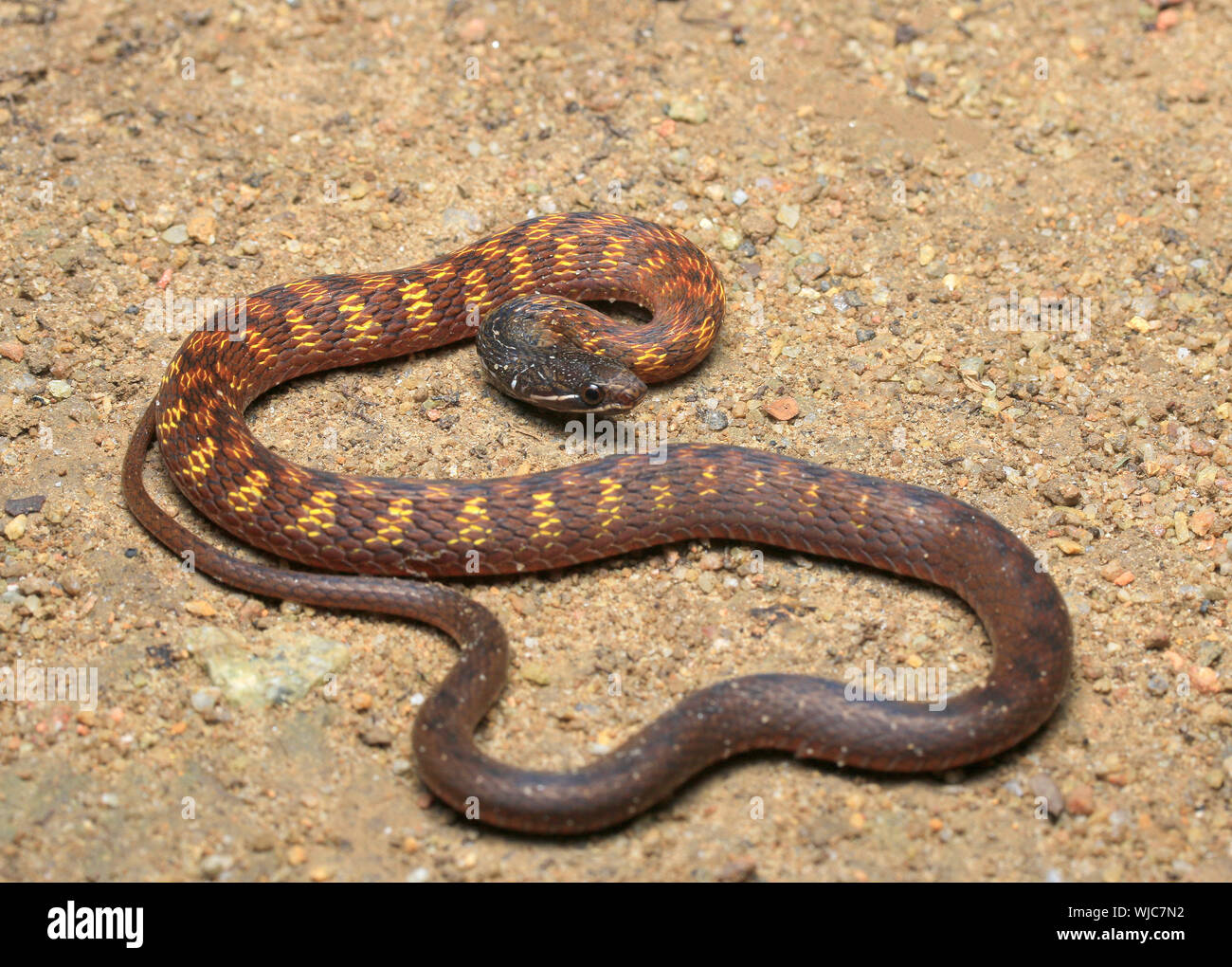 Tropical keelback snake hi-res stock photography and images - Alamy