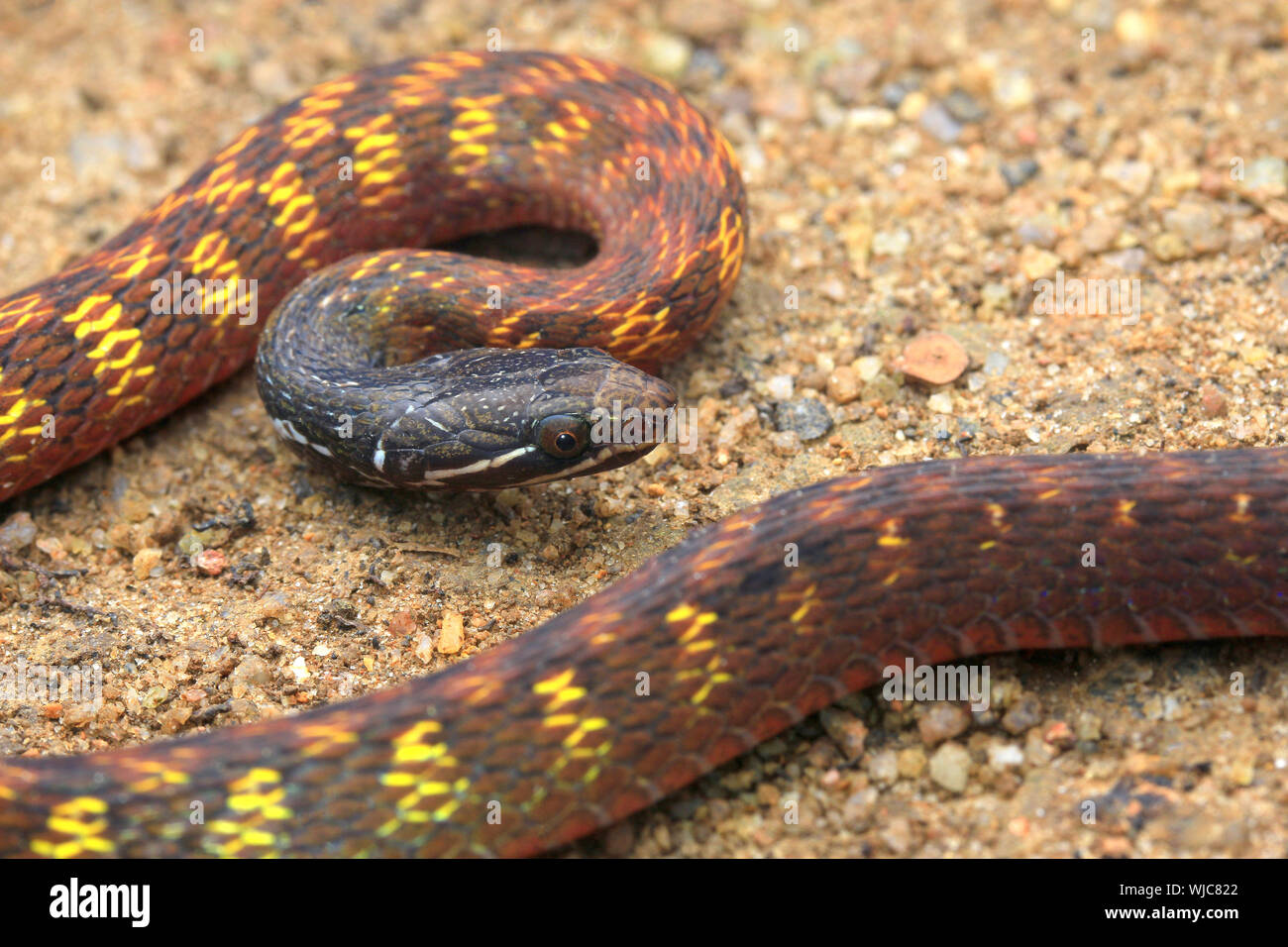 Red-belled Keelback Snake, Rhabdophis conspicillatus Stock Photo - Alamy