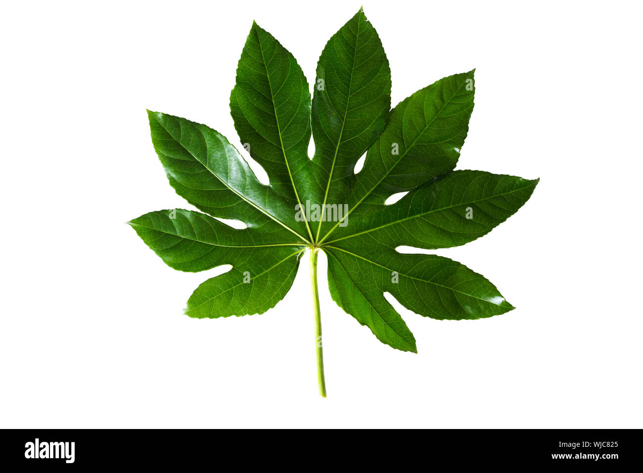One green fresh plant. Isolated on white Stock Photo - Alamy